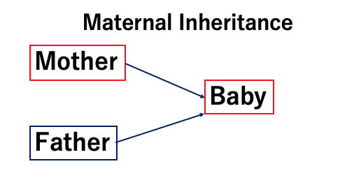 What traits of maternal inheritance are important for our health ...